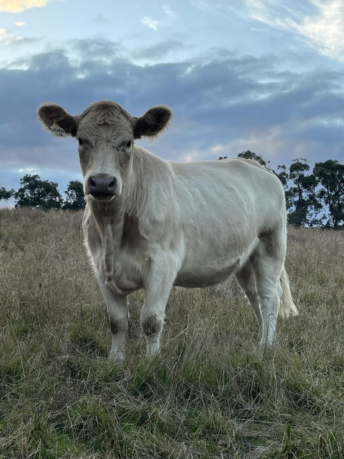 Home - Murray Grey Association Australia