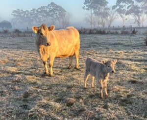Home - Murray Grey Association Australia